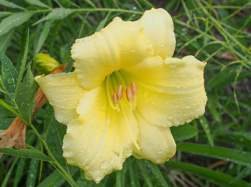 Most Fragrant Daylilies