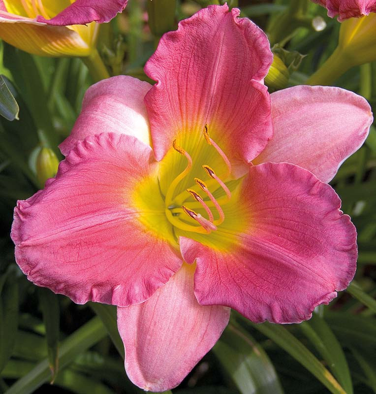 Toque Final De Hemerocallis Little Business Daylily, Hemerocallis