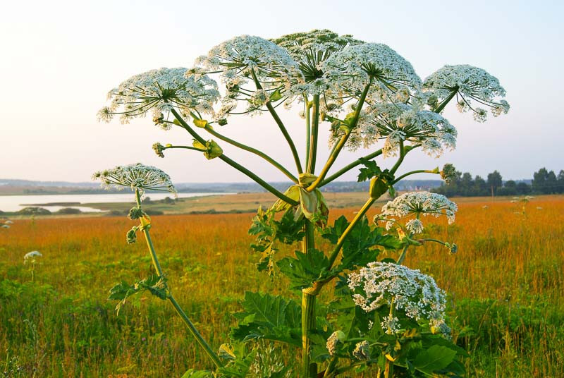 Wild Parsley Plant