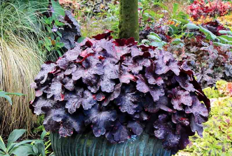 Heuchera 'Galaxy' (Coral Bells)