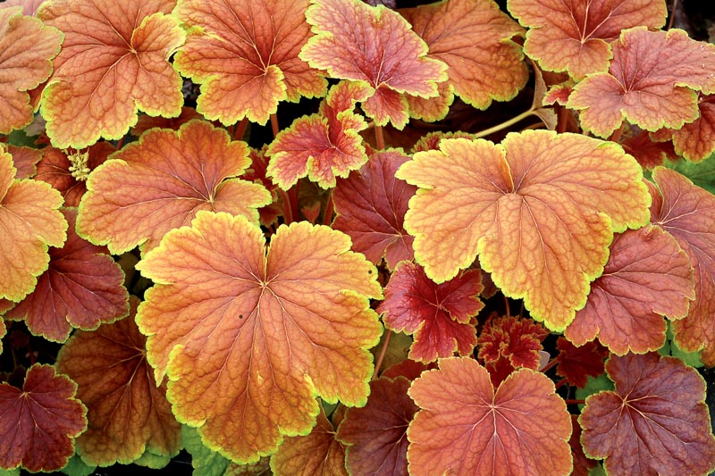 Heuchera 'Delta Dawn' (Coral Bells)