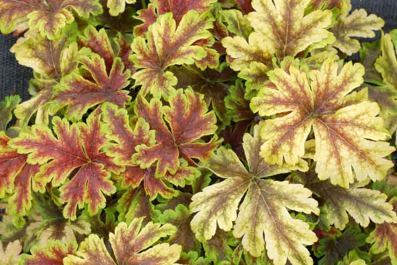 x Heucherella 'Golden Zebra' (Foamy Bells)