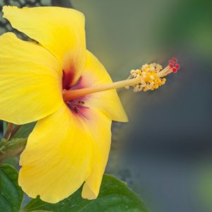 Hibiscus Flower Colors to Add a Splash of Beauty to Your Garden
