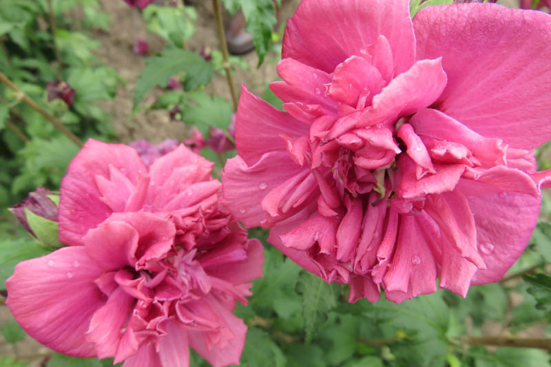 Hibiscus syriacus First Editions® French Cabaret™ Red (Rose of Sharon)