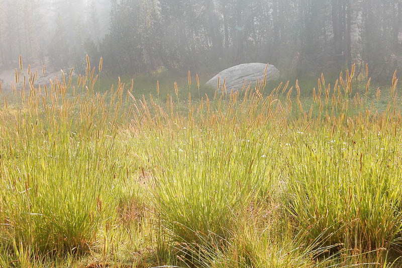 Hordeum Brachyantherum