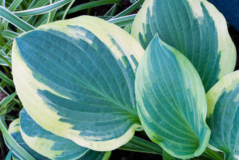 Hosta 'Blue Ivory' (Plantain Lily)
