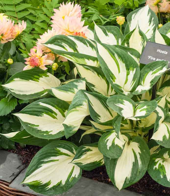 Hosta 'Fire and Ice' (Plantain Lily)