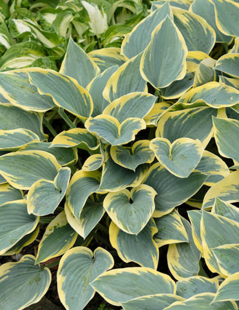 Hosta 'First Frost' (Plantain Lily)