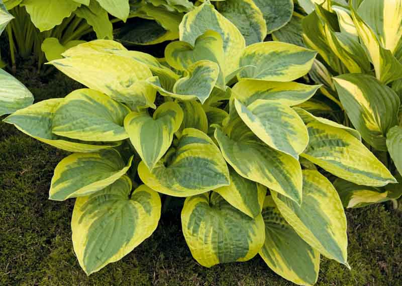 Hosta 'Mama Mia' (Plantain Lily)