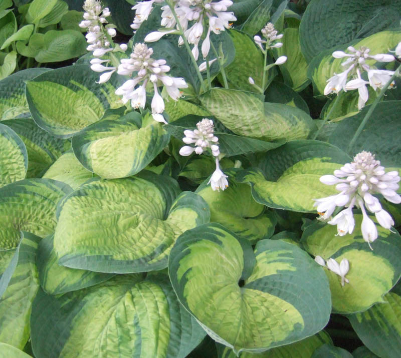 Hosta 'Paradigm' (Plantain Lily)