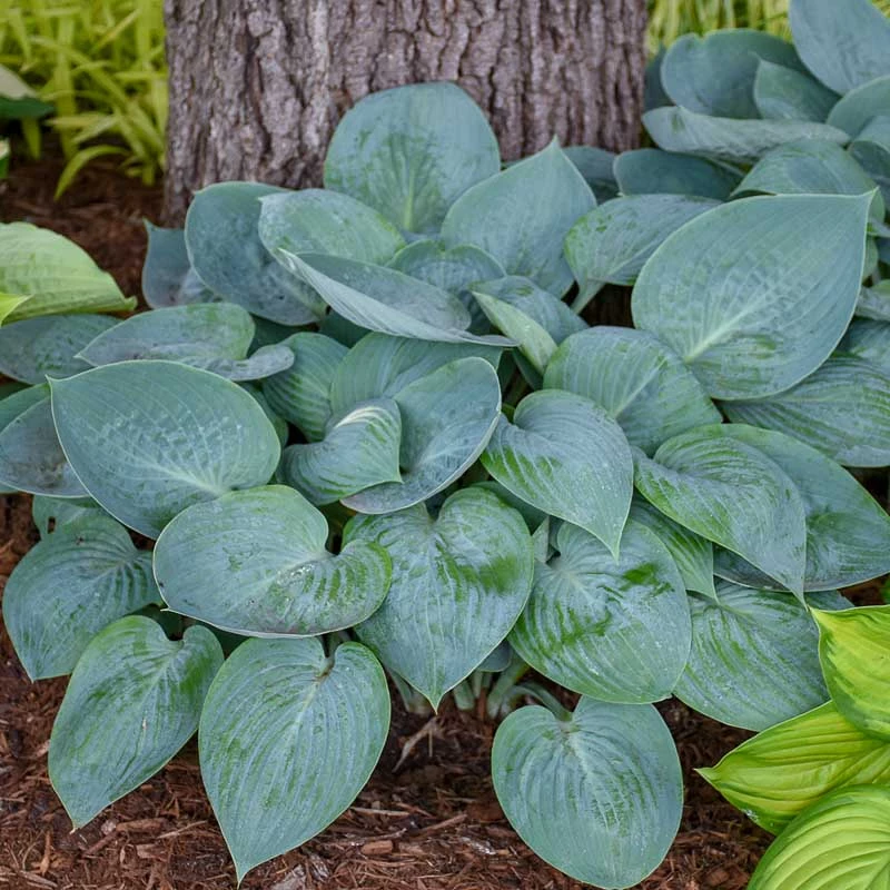Hosta 'Prairie Sky' (Plantain Lily)