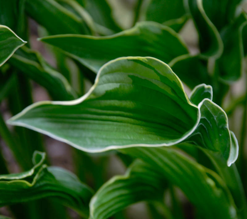Hosta 'Praying Hands' (Plantain Lily)