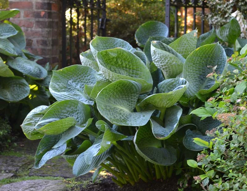 Hosta 'Abiqua Drinking Gourd' (Plantain Lily)