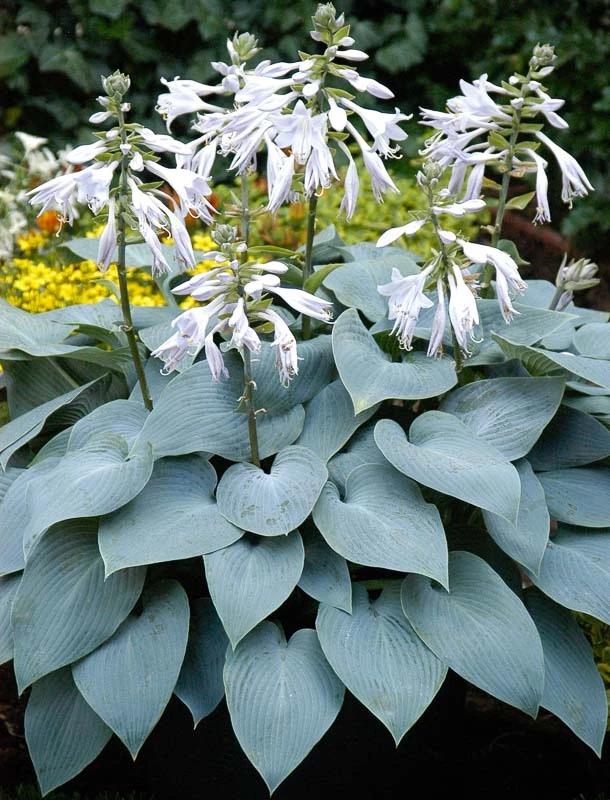 Hosta 'Bulletproof' (Plantain Lily)