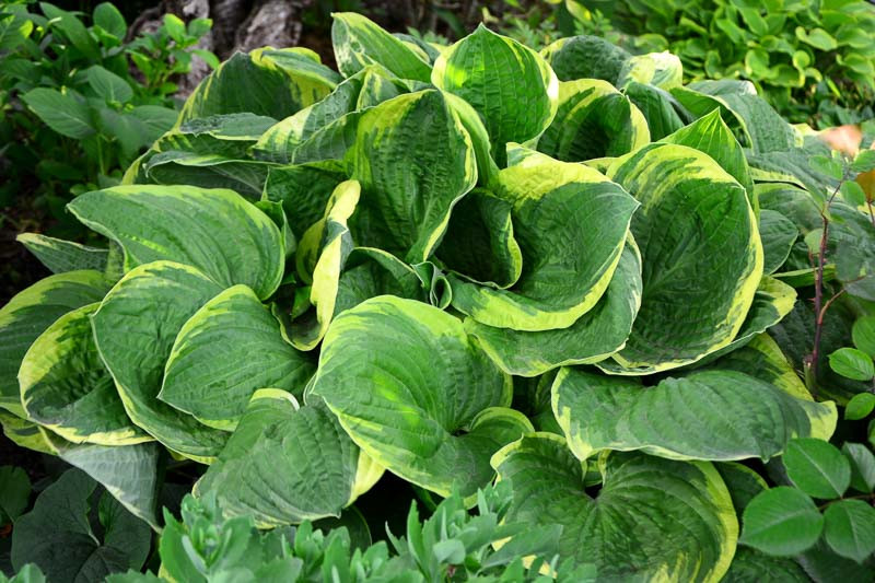 Hosta 'Christmas Tree' (Plantain Lily)