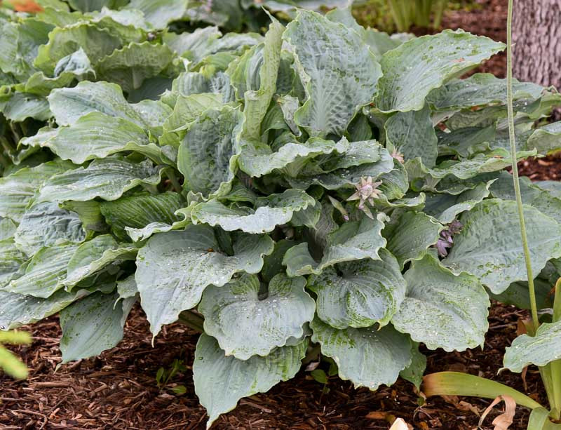 Hosta 'Diamond Lake' (Plantain Lily)
