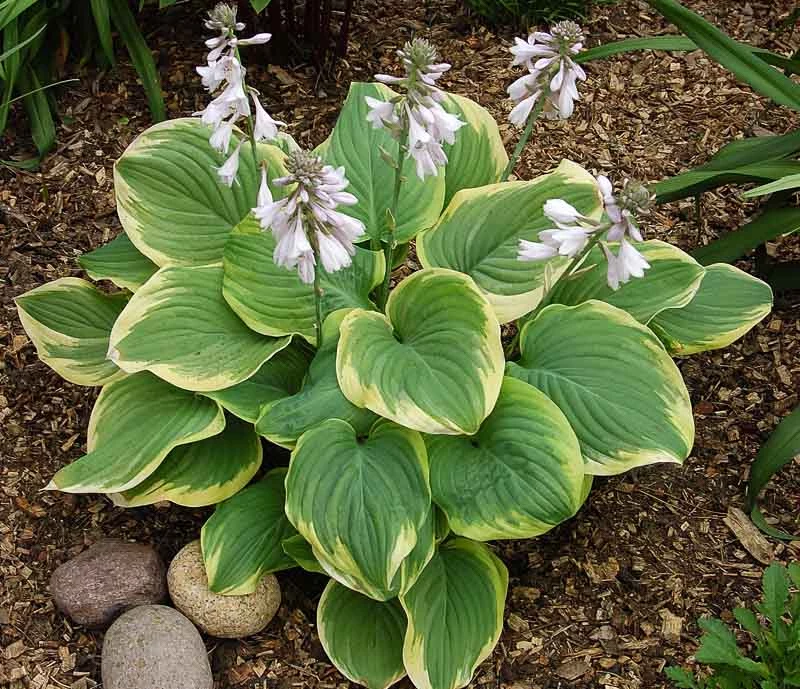 Fragrant Hostas