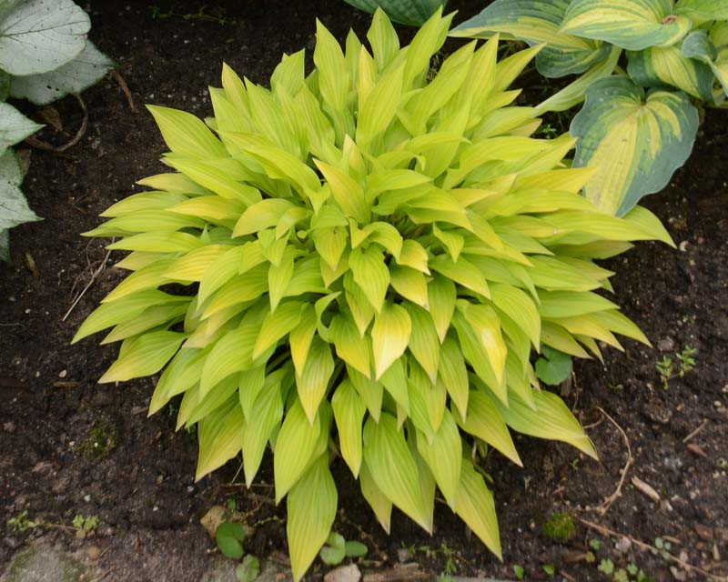 Hosta 'Munchkin Fire' (Plantain Lily)