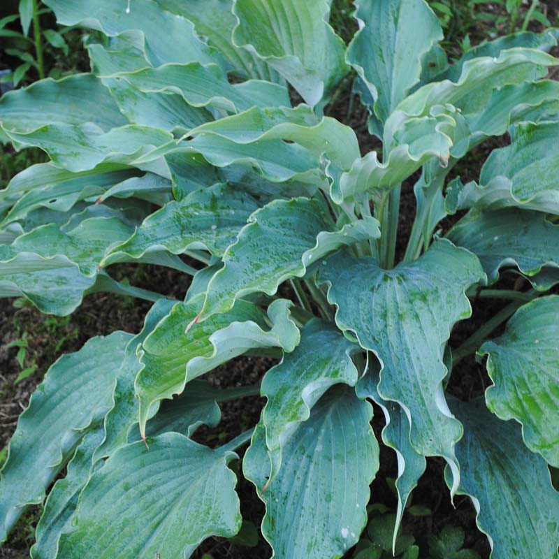 Neptune Hosta Info Award Winning Hostas | Walters Gardens, Inc.