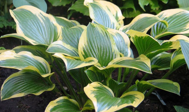 Hosta 'Queen Josephine' (Plantain Lily)