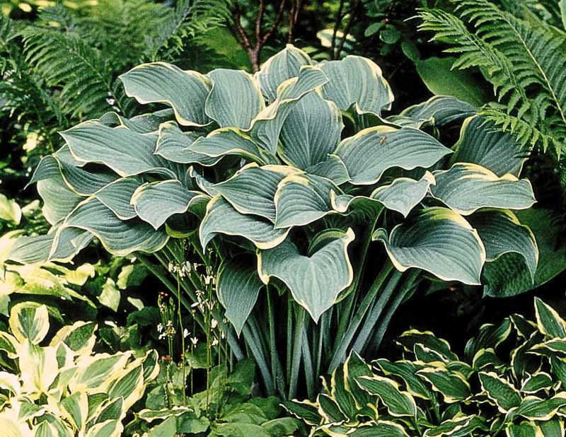 Hosta 'Regal Splendor' (Plantain Lily)