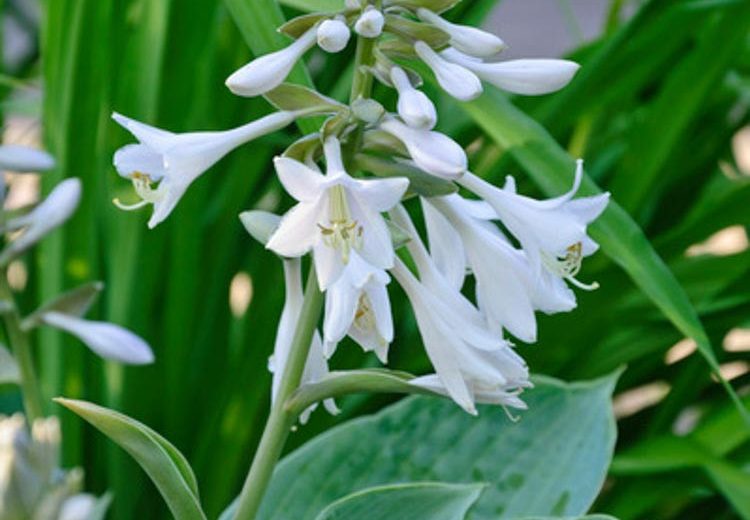 Hosta sieboldiana 'Elegans' (Plantain Lily)