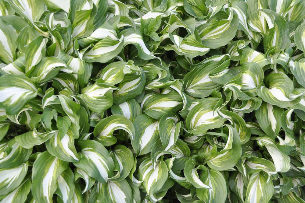 Hosta 'Undulata' (Wavy Plantain Lily)