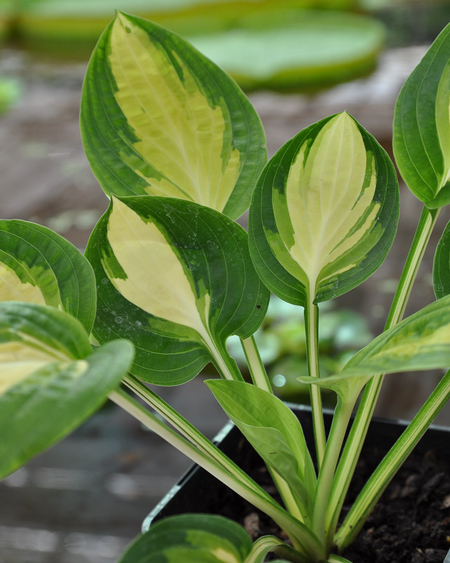 Hosta 'Warwick Comet' (Plantain Lily)