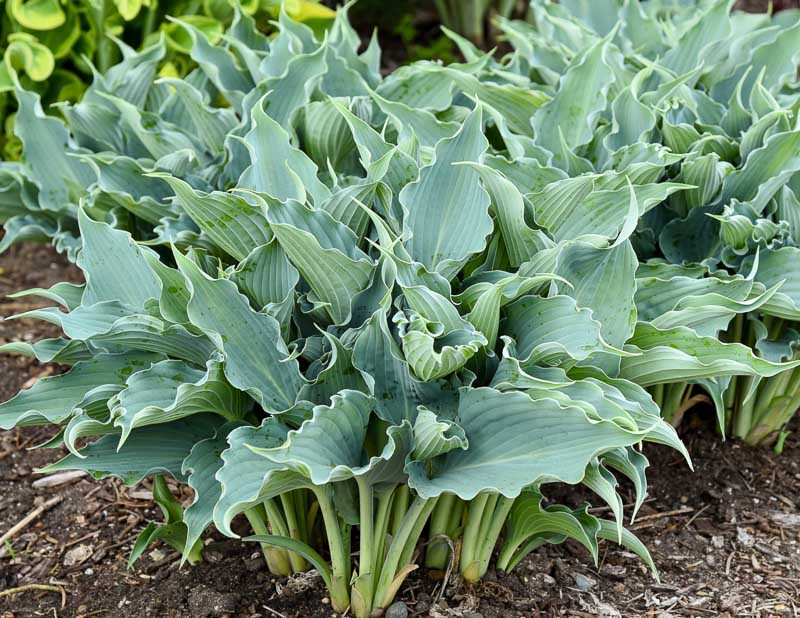 Hosta 'Waterslide' (Plantain Lily)