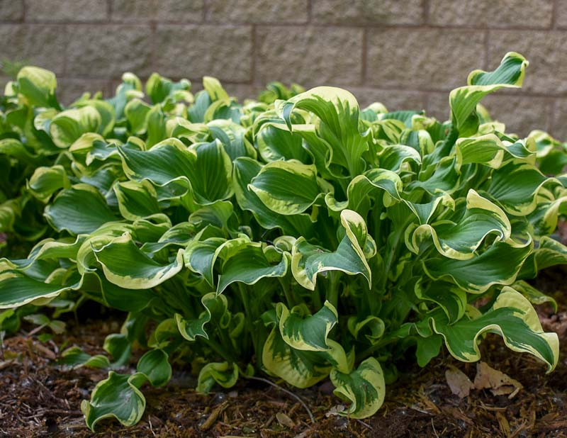 Hosta 'Wheee!' (Plantain Lily)