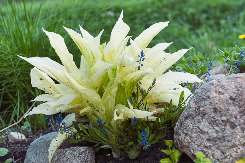 Hosta Plants With White Flowers Hosta Miss America Sugar Creek