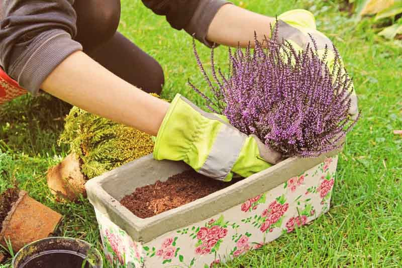 How to Grow and Care for Heaths and Heathers