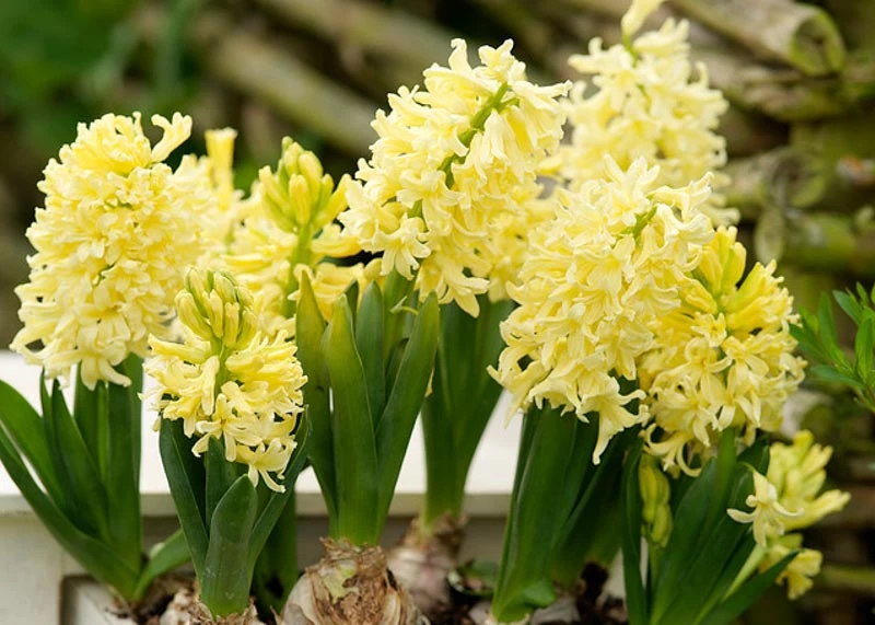 Hyacinthus orientalis 'City of Haarlem' (Dutch Hyacinth)