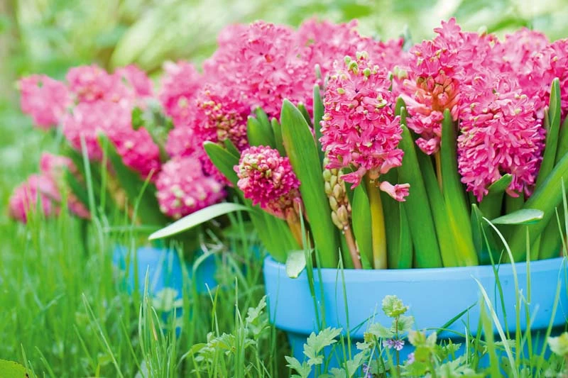 Hyacinthus orientalis 'Jan Bos' (Dutch Hyacinth)