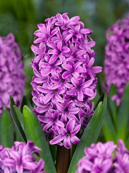 Hyacinthus orientalis 'Miss Saigon' (Dutch Hyacinth)
