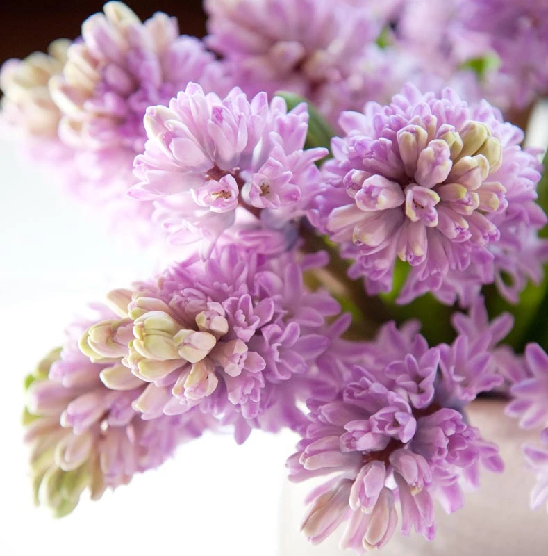 Hyacinthus orientalis 'Splendid Cornelia' (Dutch Hyacinth)