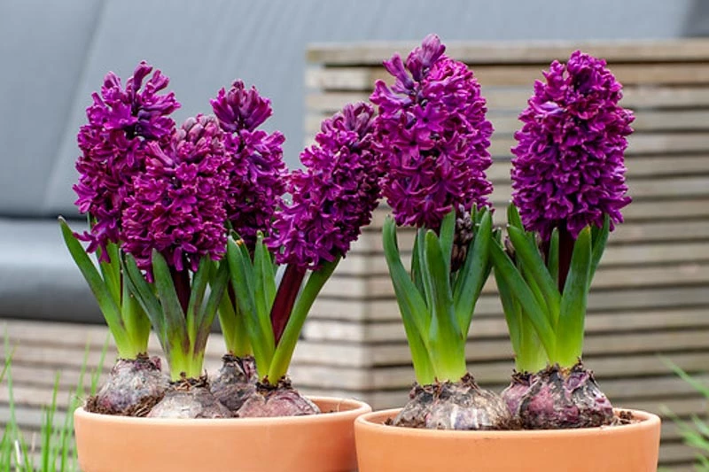 Hyacinthus orientalis 'Woodstock' (Dutch Hyacinth)