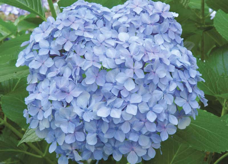 Hydrangea macrophylla 'Big Daddy'