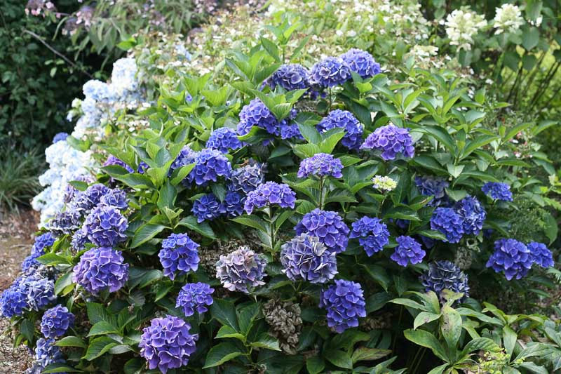 Hydrangea macrophylla Cityline® Venice