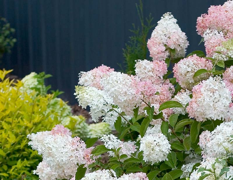 Little Lamb Hydrangea Tree Hydrangea Trees For Sale Buying & Growing