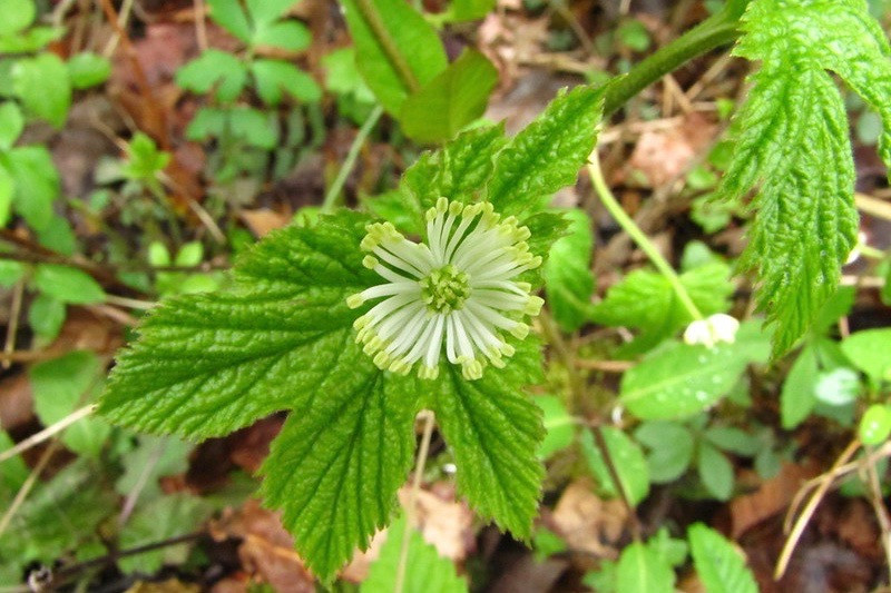Hydrastis canadensis (Goldenseal)