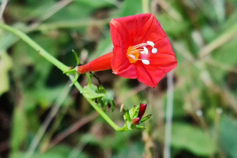Ipomoea hederifolia (Scarlet Creeper)