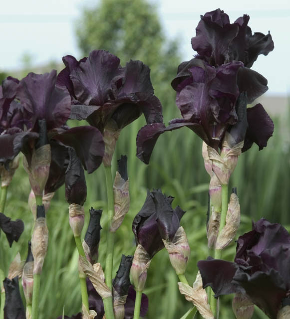 Iris 'Before The Storm' (Bearded Iris)
