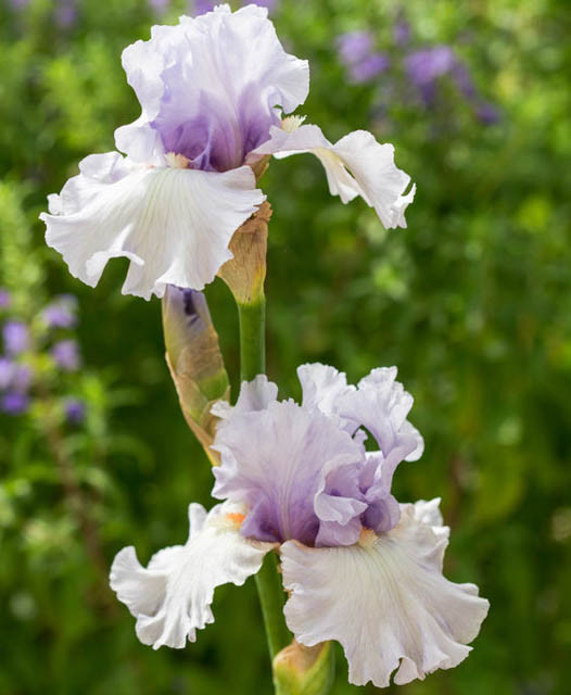 Iris 'Fogbound' (Bearded Iris)
