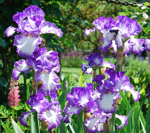 Iris 'Jesse's Song' (Reblooming Bearded Iris)