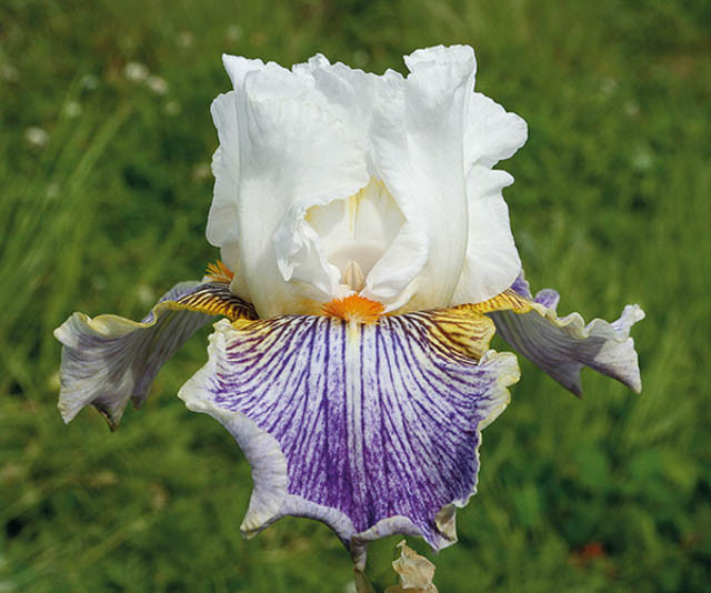 Iris 'Magic Happens' (Bearded Iris)