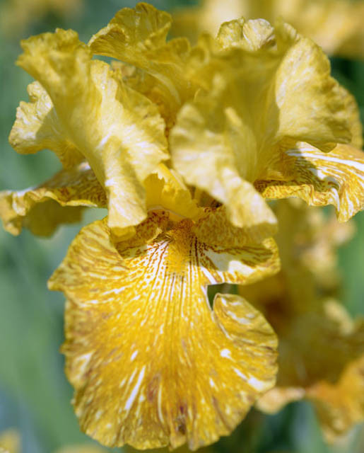 Iris Tigr Iris Domestica Iris Domestica – Blackberry Lily, Leopard