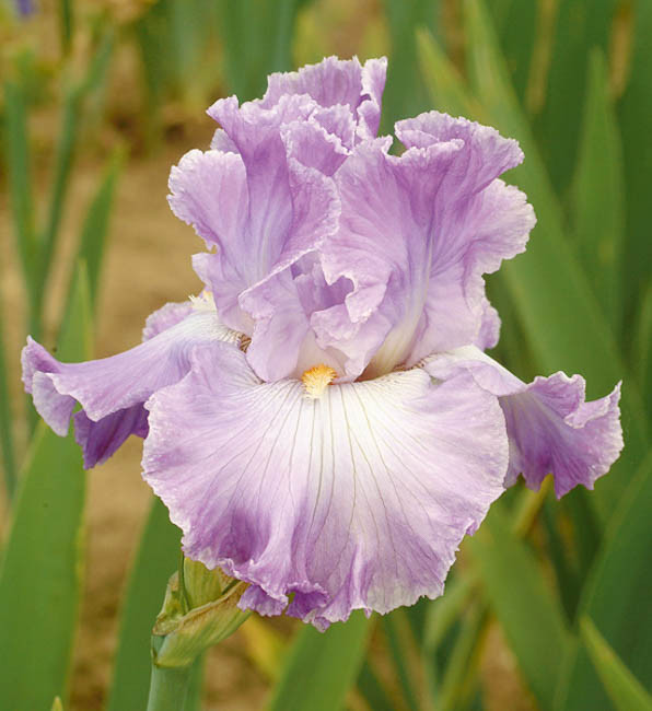 Iris 'Twilight Rapture' (Bearded Iris)