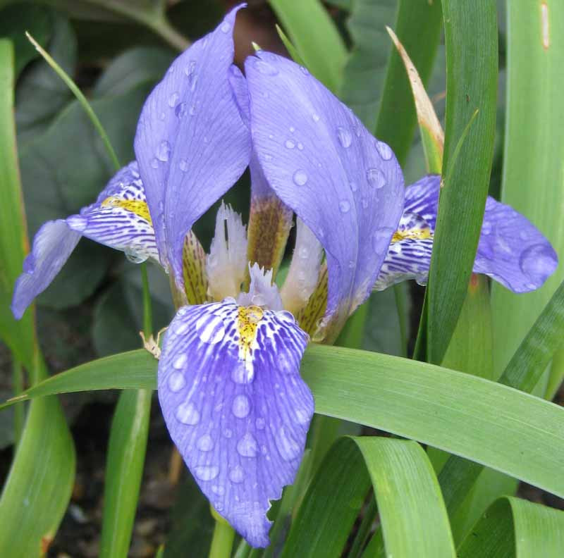 Iris lazica (Lazistan Iris)