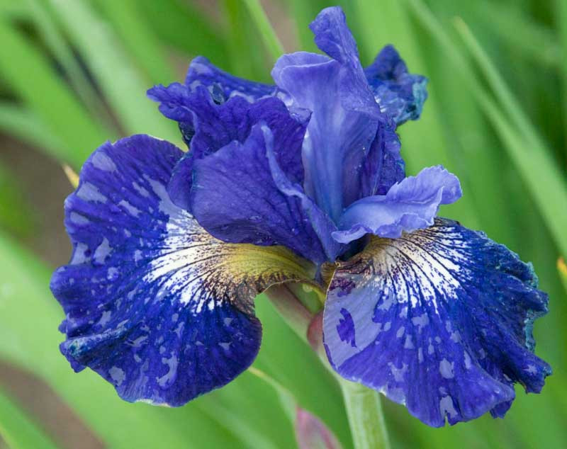 Iris sibirica 'Over in Gloryland' (Siberian Iris)